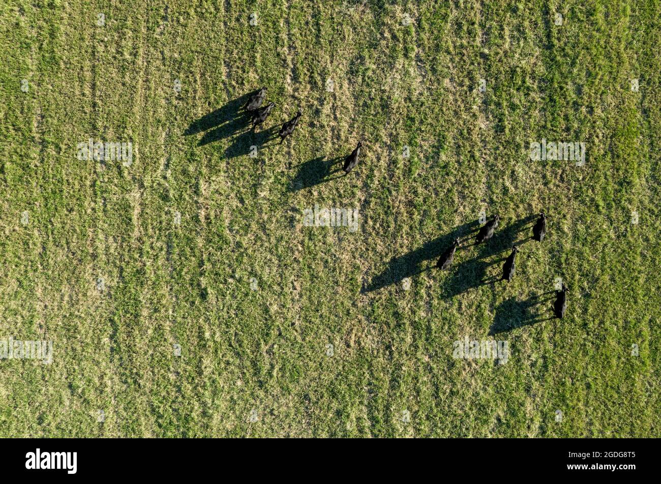 Texas aerial cows hi-res stock photography and images - Alamy