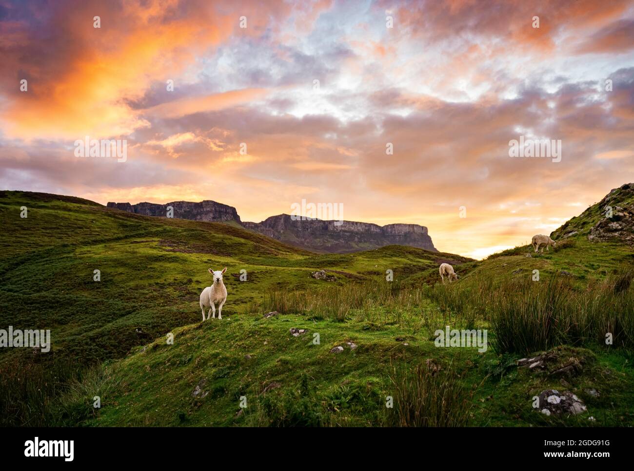 Sheep in Scotland standing and looking with stunning sunset sky Stock ...