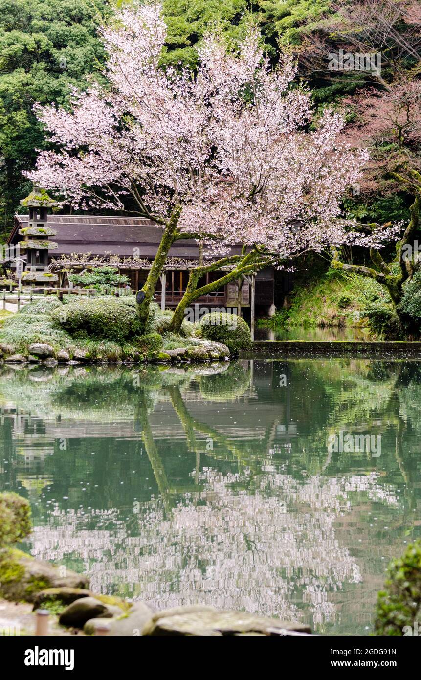 Fully bloomed sakura tree at Kenrokuen gardens, Kanazawa, Japan Stock ...