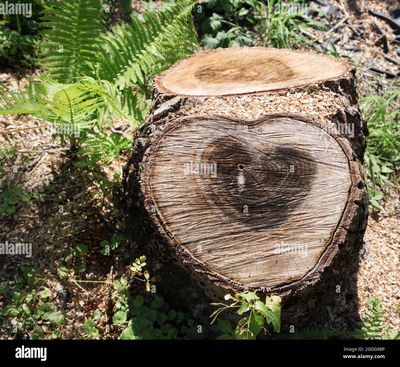 two tree trunks cut down side by side. on one in the middle - a dark ...