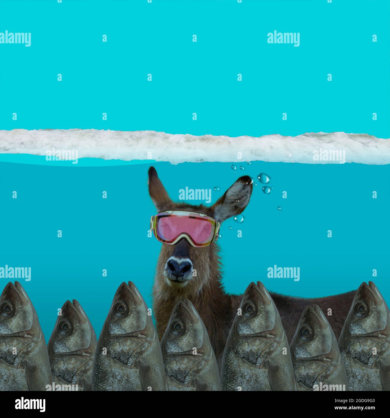 Diving, snorkling. Funny artwork. Creative composition with donkey in ...