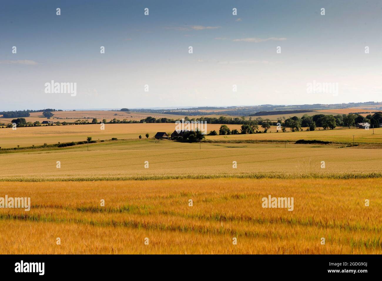 Fields of Gold, Angus, Scotland Stock Photo - Alamy