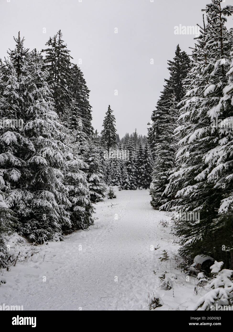 Snowy forest with fir trees on the sides under the cloudy sky Stock ...