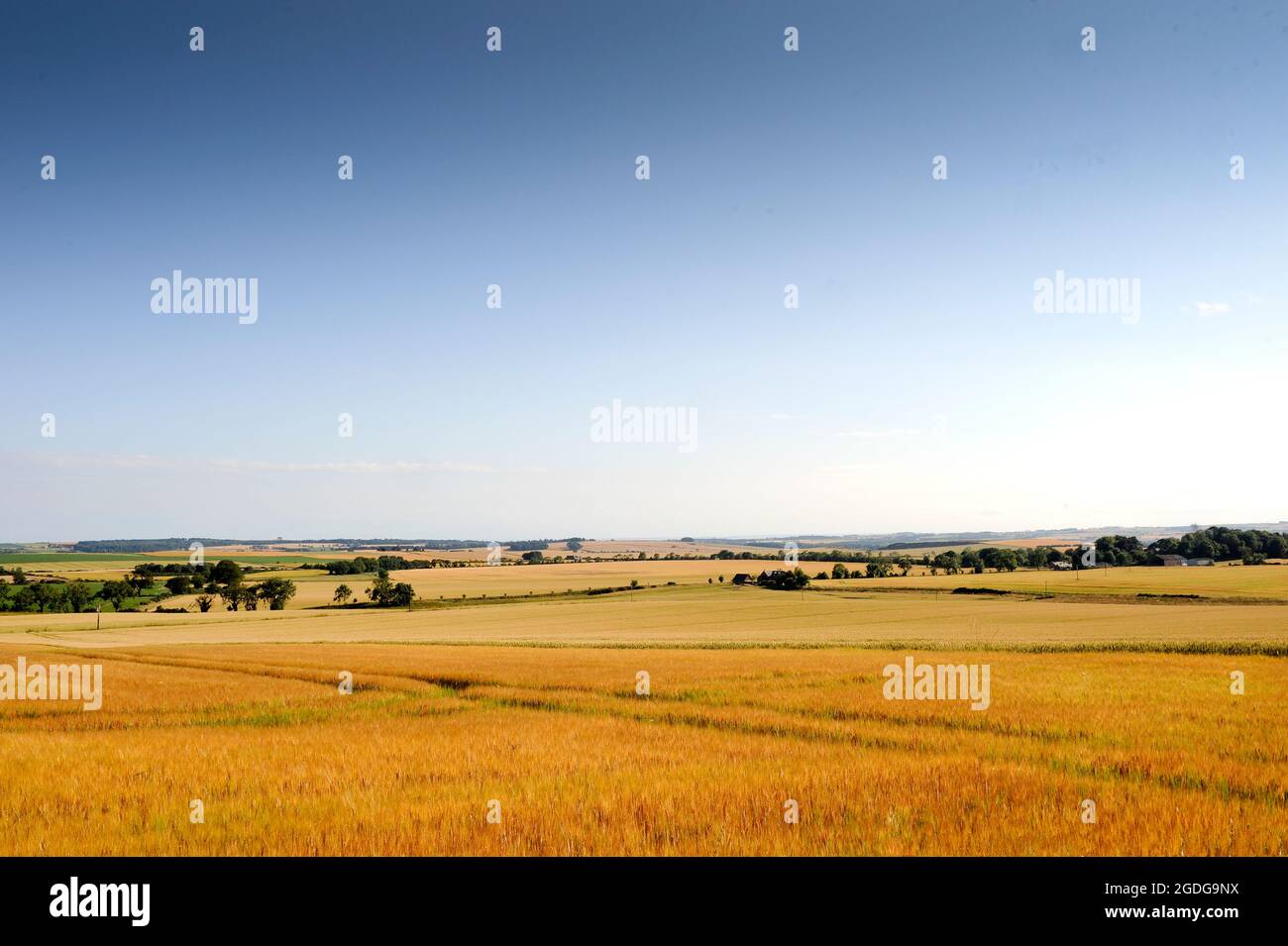 Fields of Gold, Angus, Scotland Stock Photo - Alamy