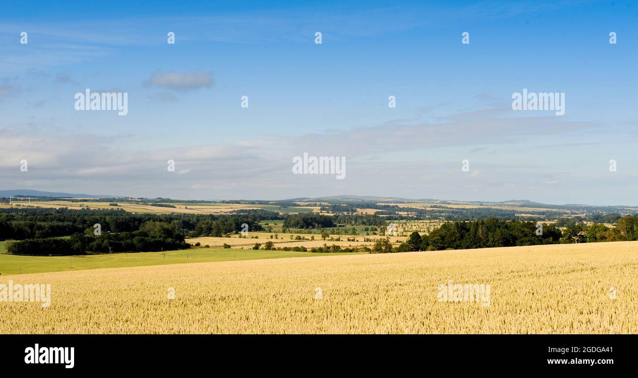 Angus gold hi-res stock photography and images - Alamy