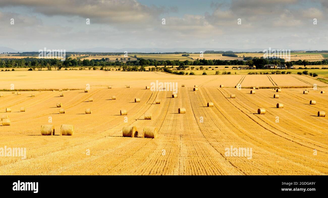 Angus harvest hi-res stock photography and images - Alamy