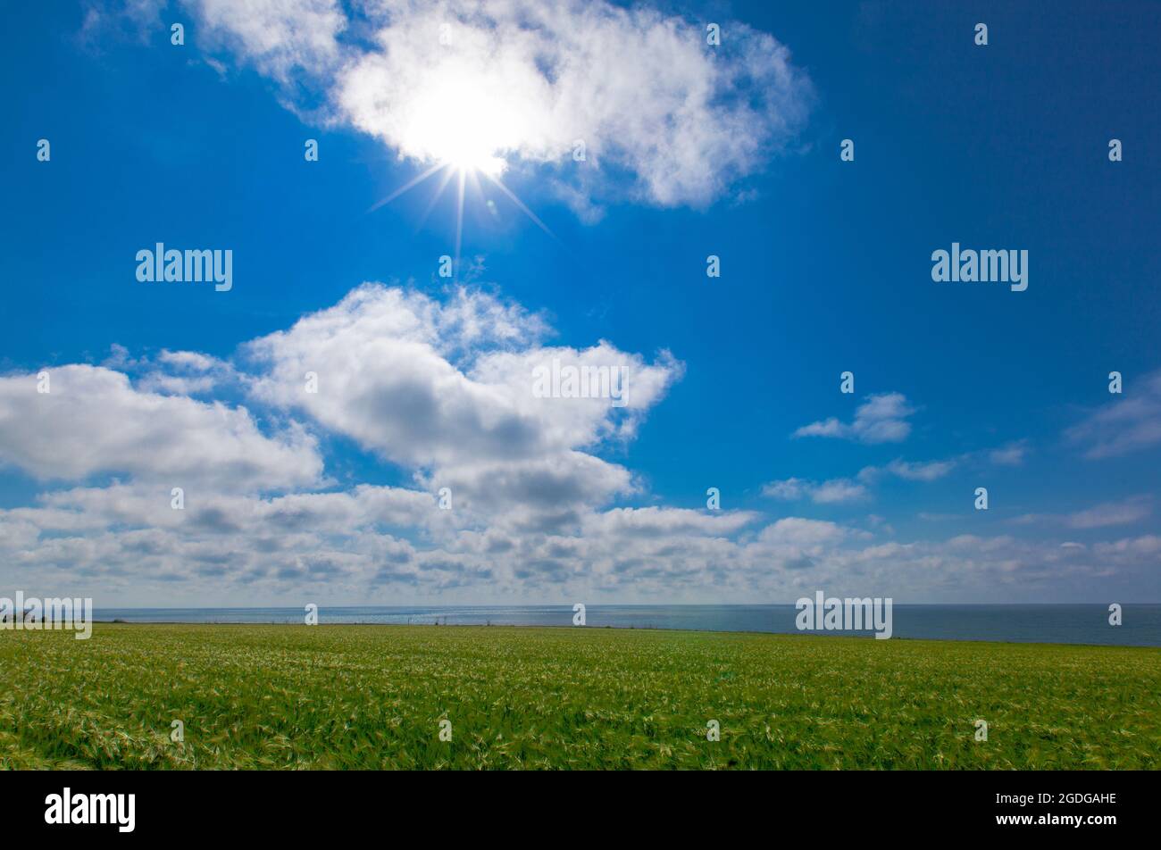 Wheat field water color hi-res stock photography and images - Alamy
