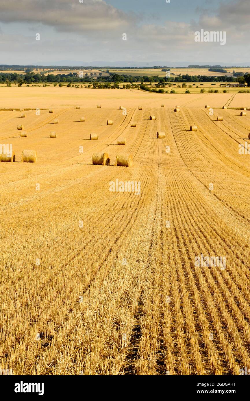 Angus harvest hi-res stock photography and images - Alamy
