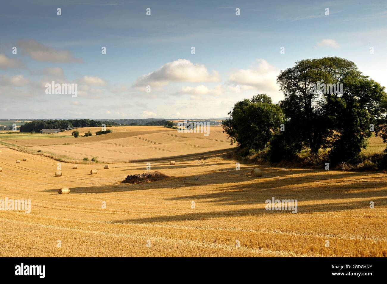 Angus harvest hi-res stock photography and images - Alamy