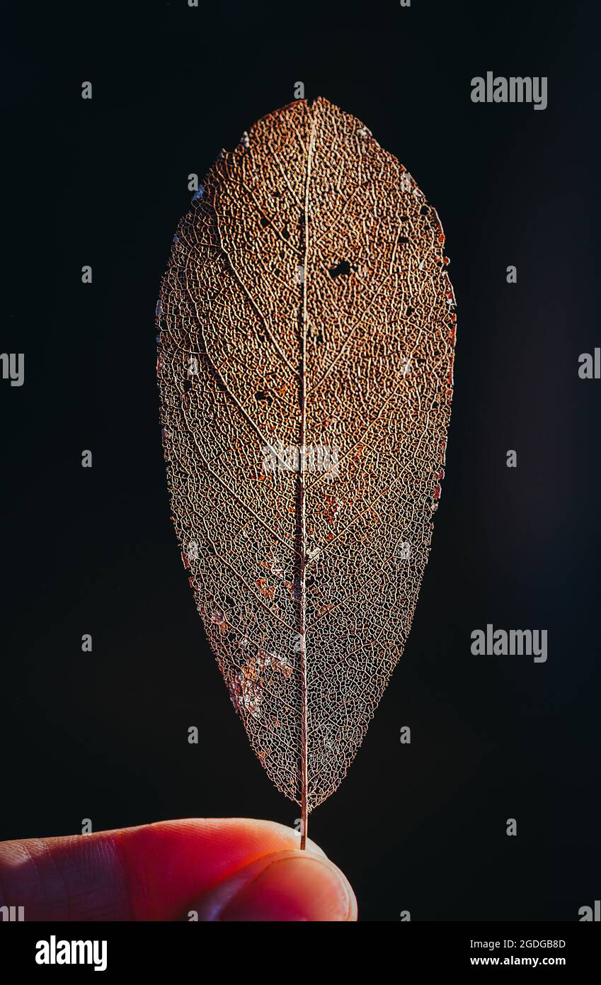 Dead skeleton leaf hi-res stock photography and images - Alamy