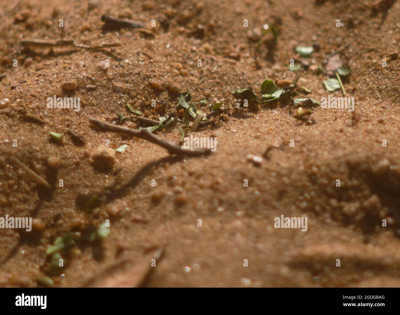 Closeup shot of the sand details Stock Photo - Alamy