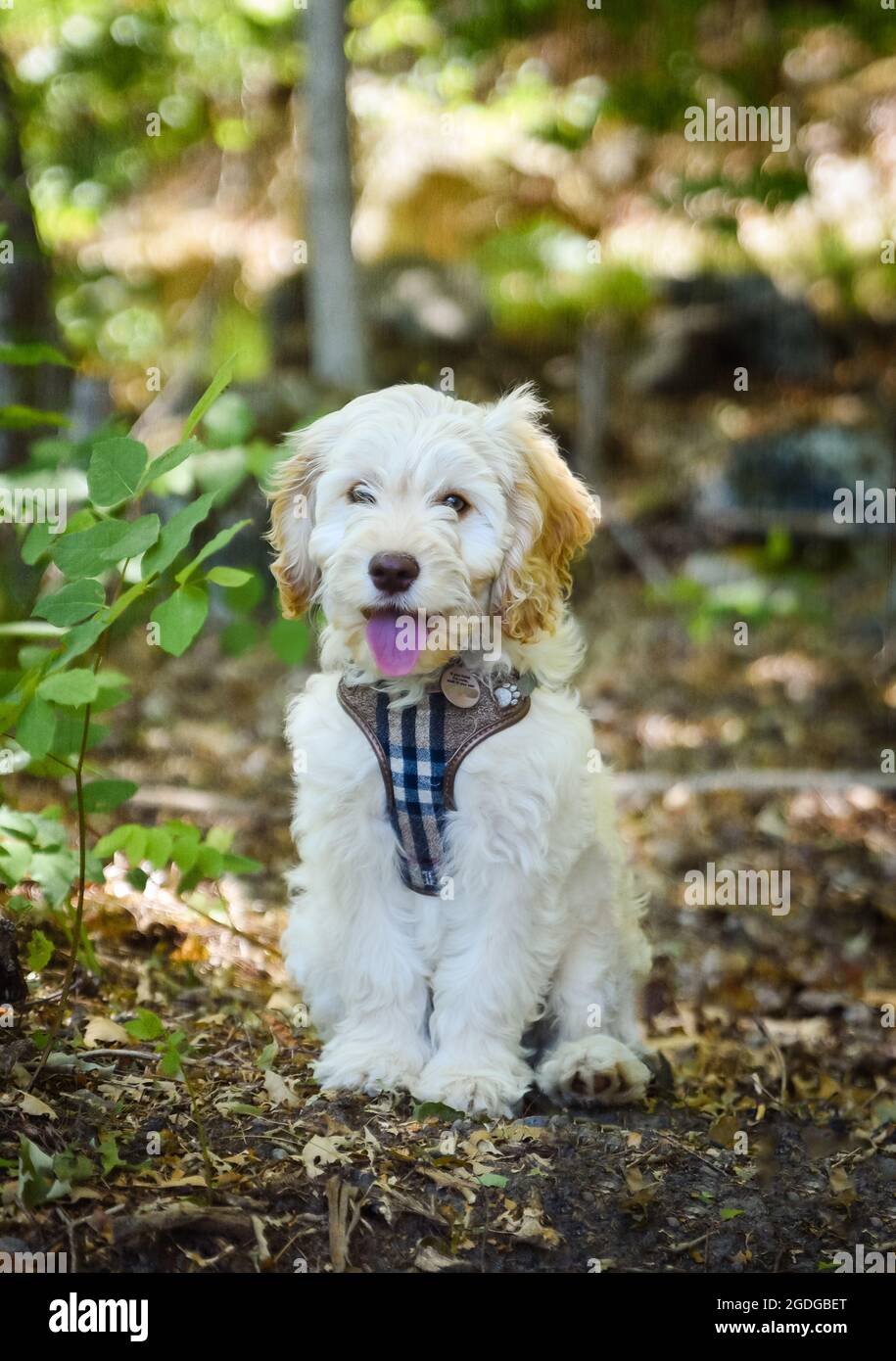 Young cockapoo doodle mix puppy sitting outdoors Stock Photo - Alamy