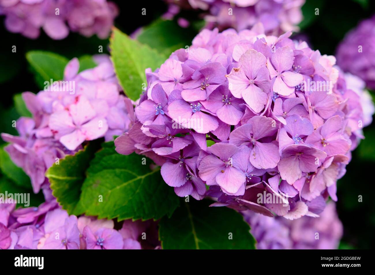 Purple Ajisai (Hydrangea) Flower Blooms in Japan on a Summer Day Stock ...