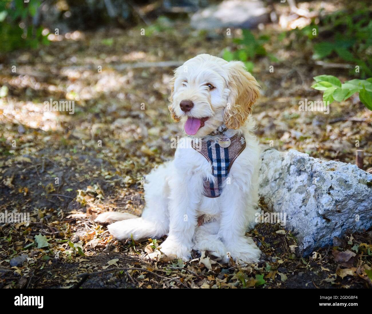 Young cockapoo doodle mix puppy sitting outdoors Stock Photo - Alamy