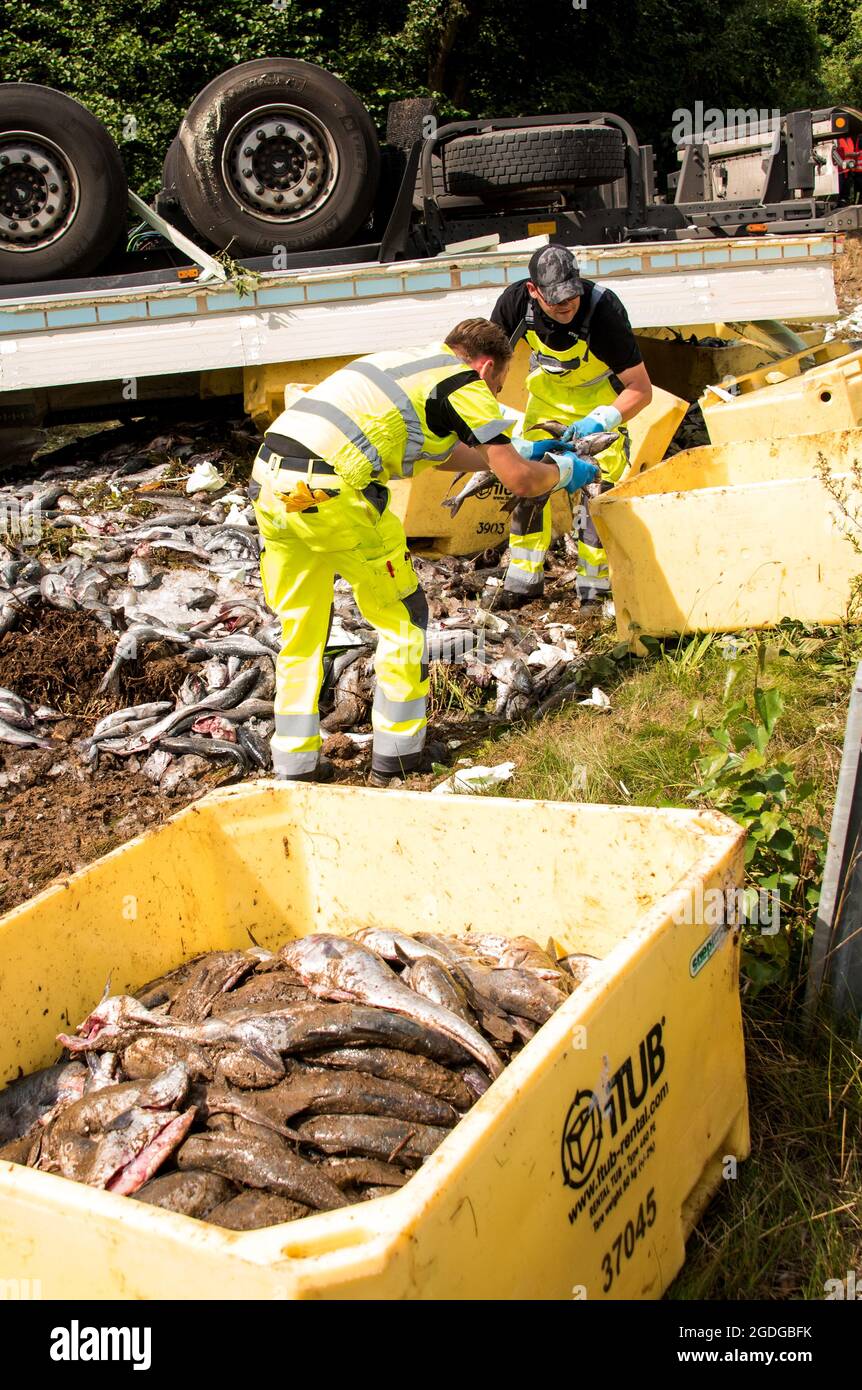 Talkau, Germany. 13th Aug, 2021. Helpers collect fish from a crashed ...