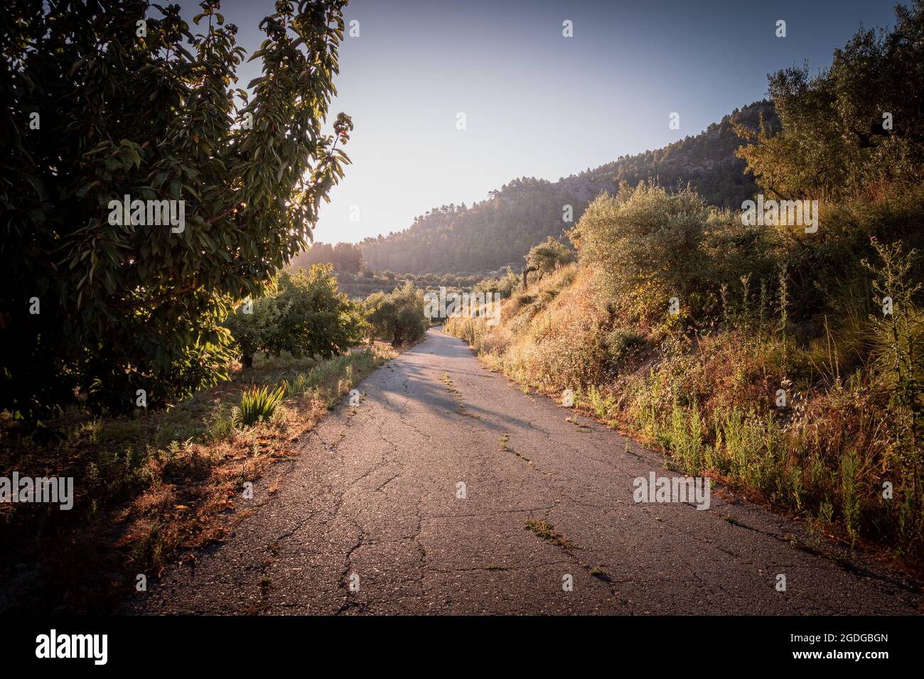 Countryside road surrounded by trees Stock Photo - Alamy