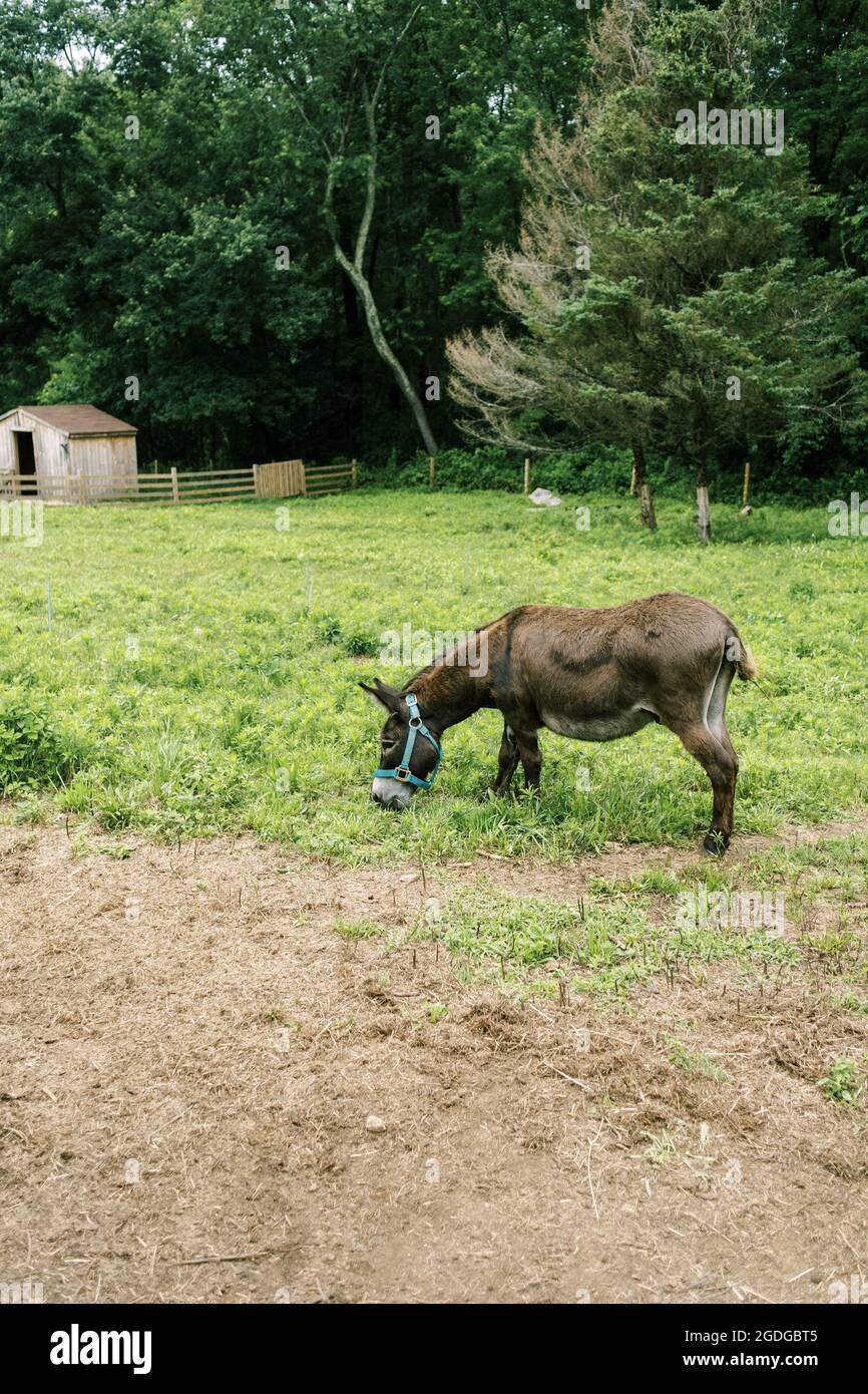 Donkey in the enclosure hi-res stock photography and images - Alamy