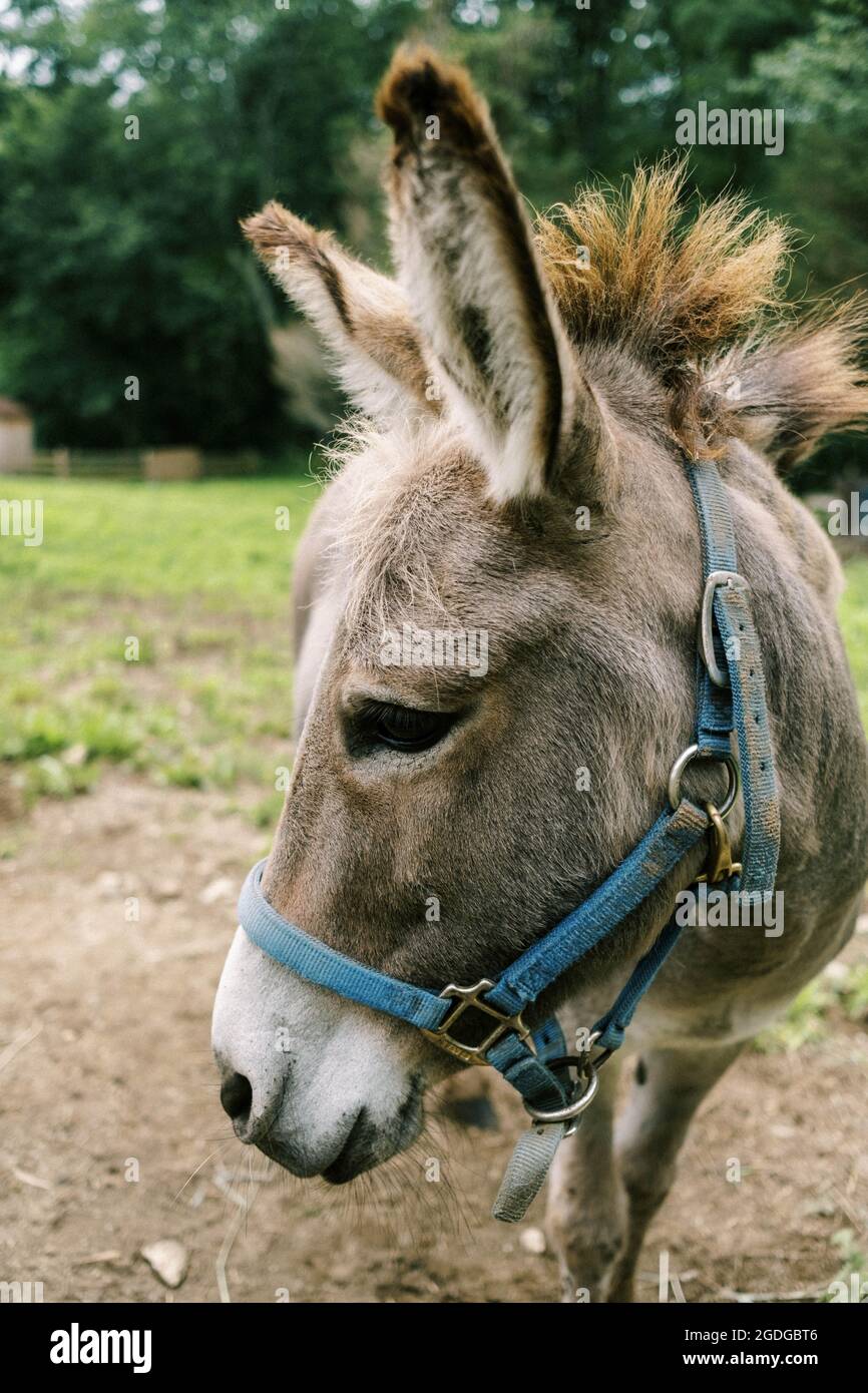 Donkey in the enclosure hi-res stock photography and images - Alamy