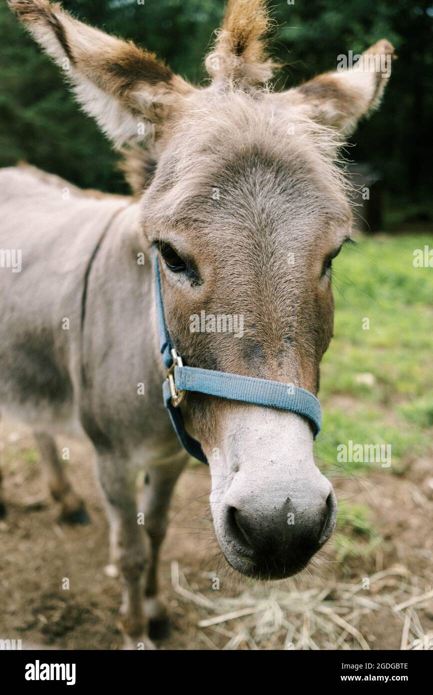 Donkey in the enclosure hi-res stock photography and images - Alamy