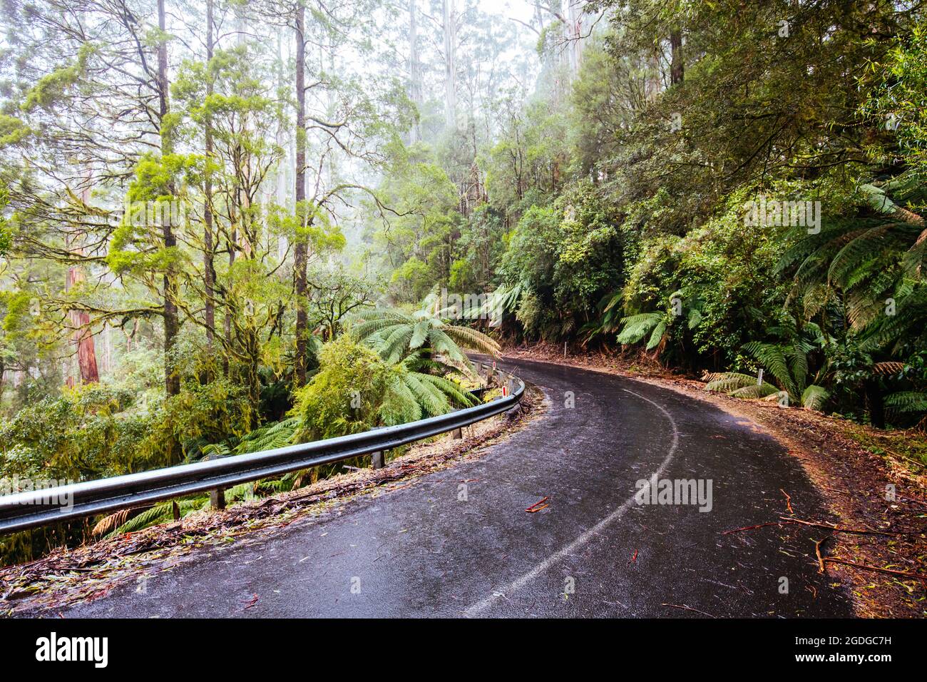 Beech Forest landscape in Cape Otway in Victoria, Australia Stock Photo ...