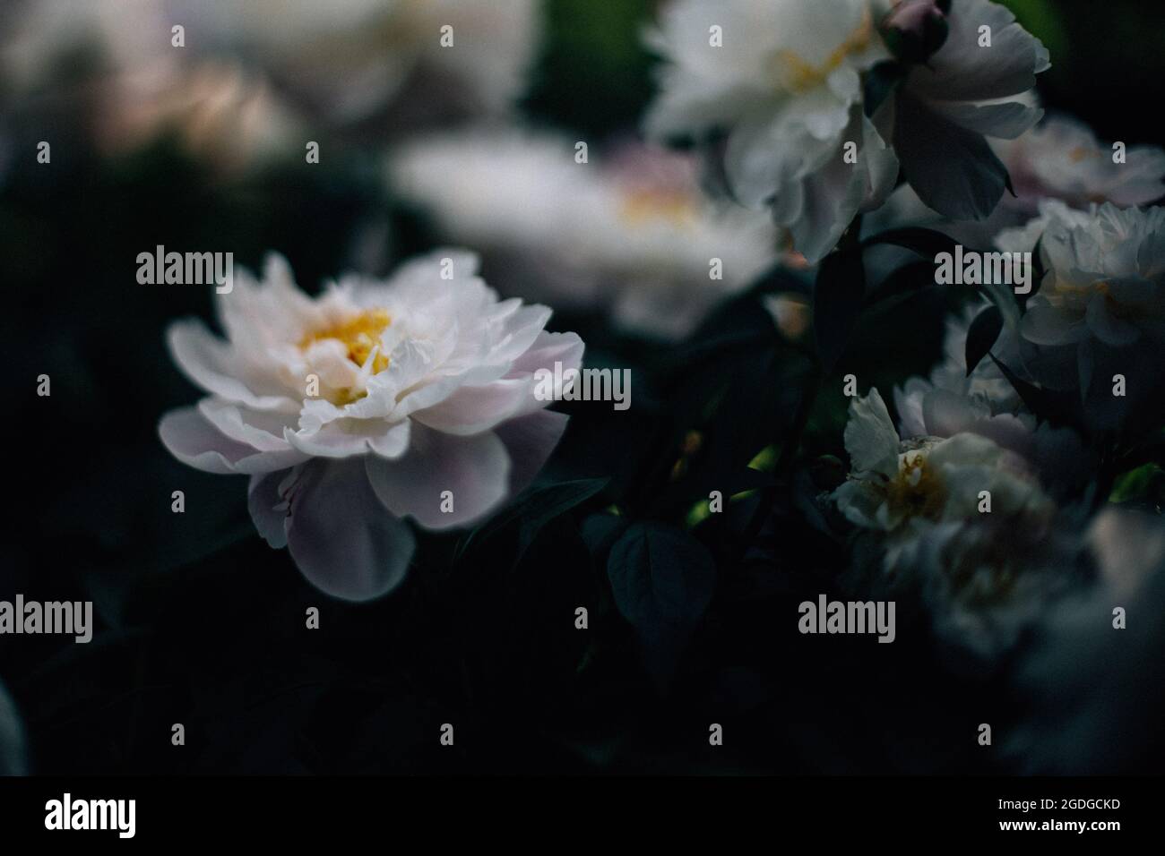 Old white roses growing in garden Stock Photo - Alamy