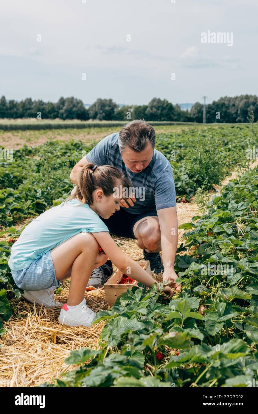 Dad and daughter harvest strawberries on the farm field Stock Photo - Alamy