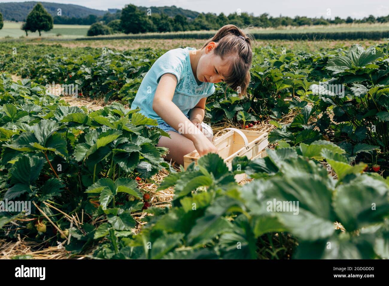 Girl picking strawberries from a bush on a farm field Stock Photo - Alamy