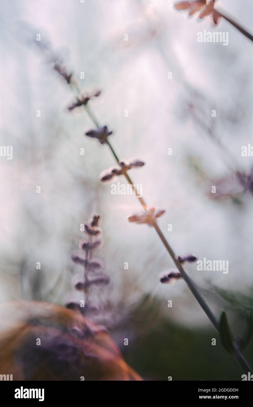 Purple flowers from a low angle view taken at golden hour Stock Photo ...