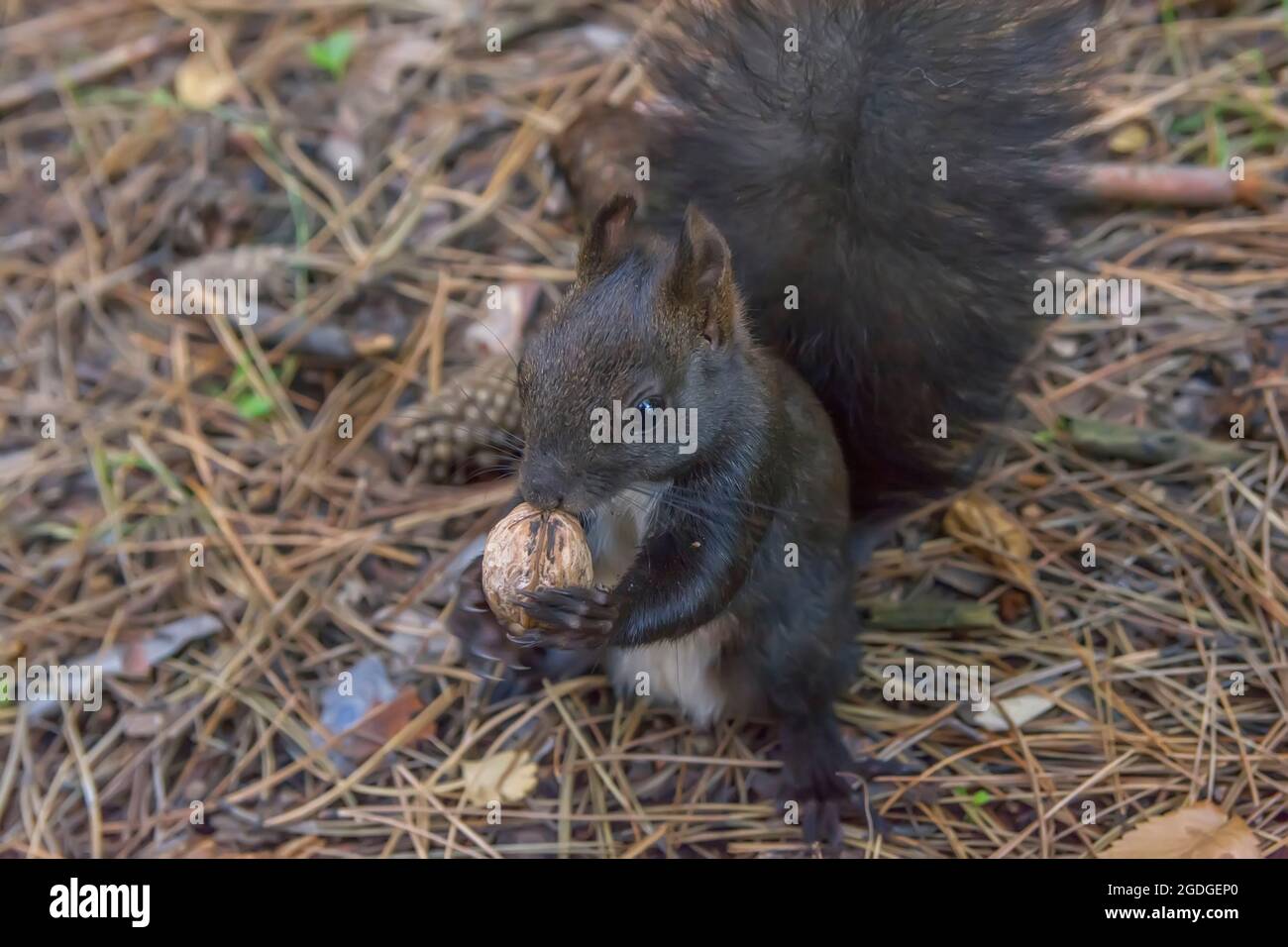 A squirrel sits in a Park and eating a walnut Stock Photo - Alamy