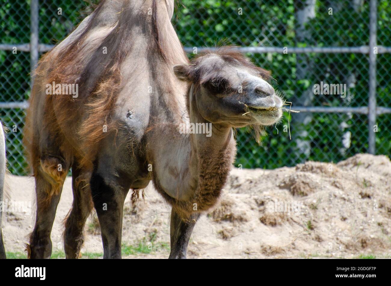 Camel in the hot summer sun at the Assiniboine Park Zoo, Winnipeg ...