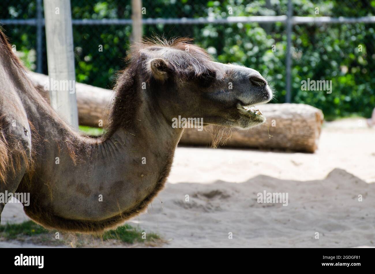 Camel in the hot summer sun at the Assiniboine Park Zoo, Winnipeg ...