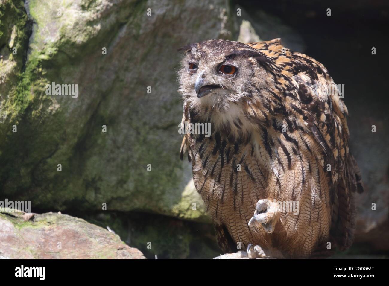 Uhu / Eurasian eagle-owl / Bubo bubo Stock Photo - Alamy