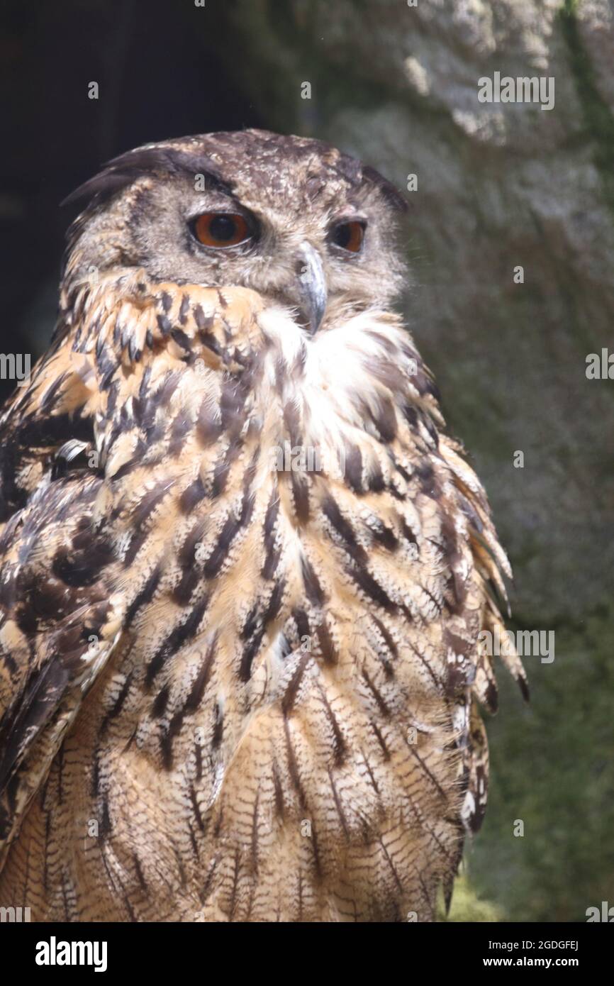 Uhu / Eurasian eagle-owl / Bubo bubo Stock Photo - Alamy