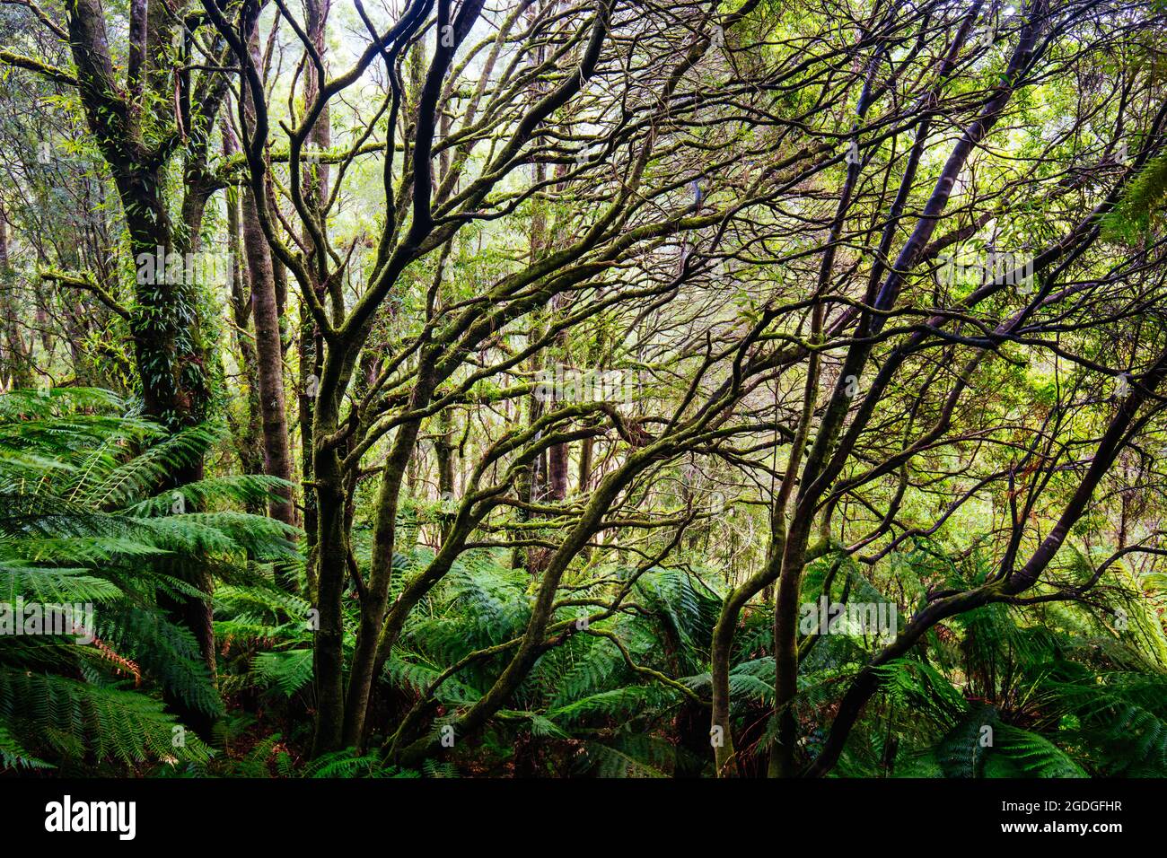 Beech Forest landscape in Cape Otway in Victoria, Australia Stock Photo ...