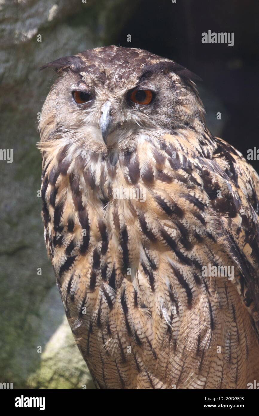 Uhu / Eurasian eagle-owl / Bubo bubo Stock Photo - Alamy