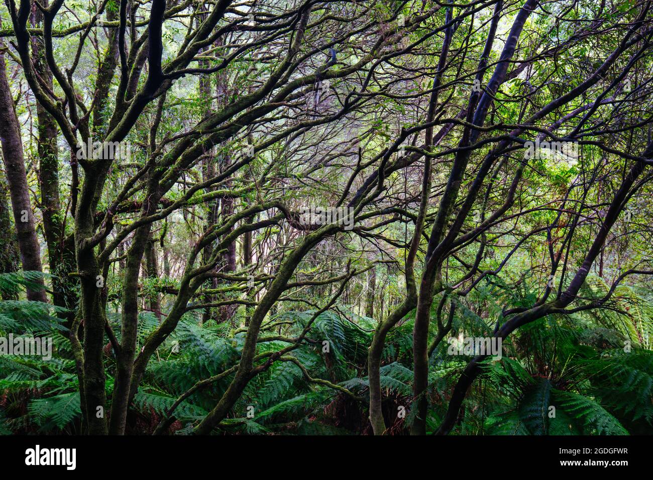 Beech Forest landscape in Cape Otway in Victoria, Australia Stock Photo ...