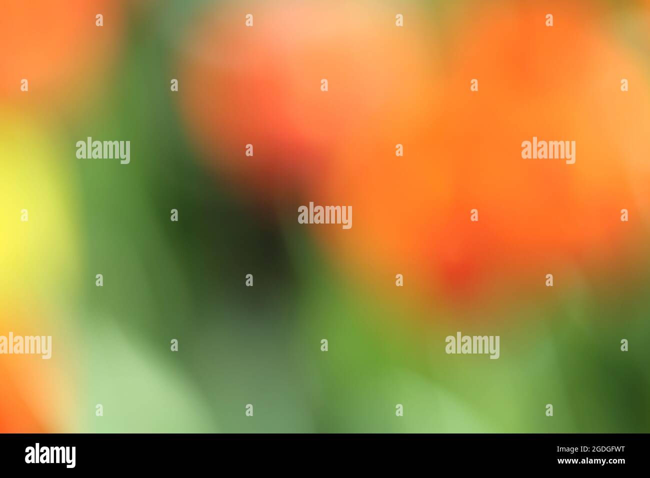 colorful tulips in blur background Stock Photo - Alamy