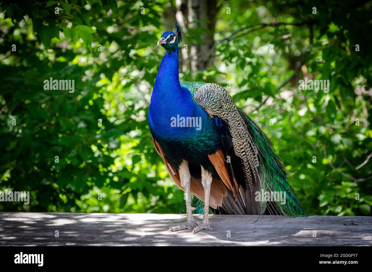 Colourful Peacock at the Assiniboine Park Zoo, Winnipeg, Manitoba ...
