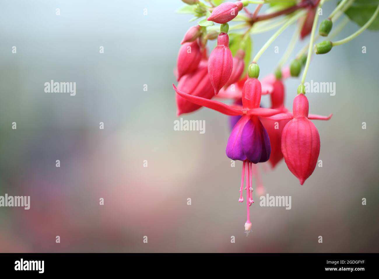 Red flower fuchsia triphylla hi-res stock photography and images - Alamy