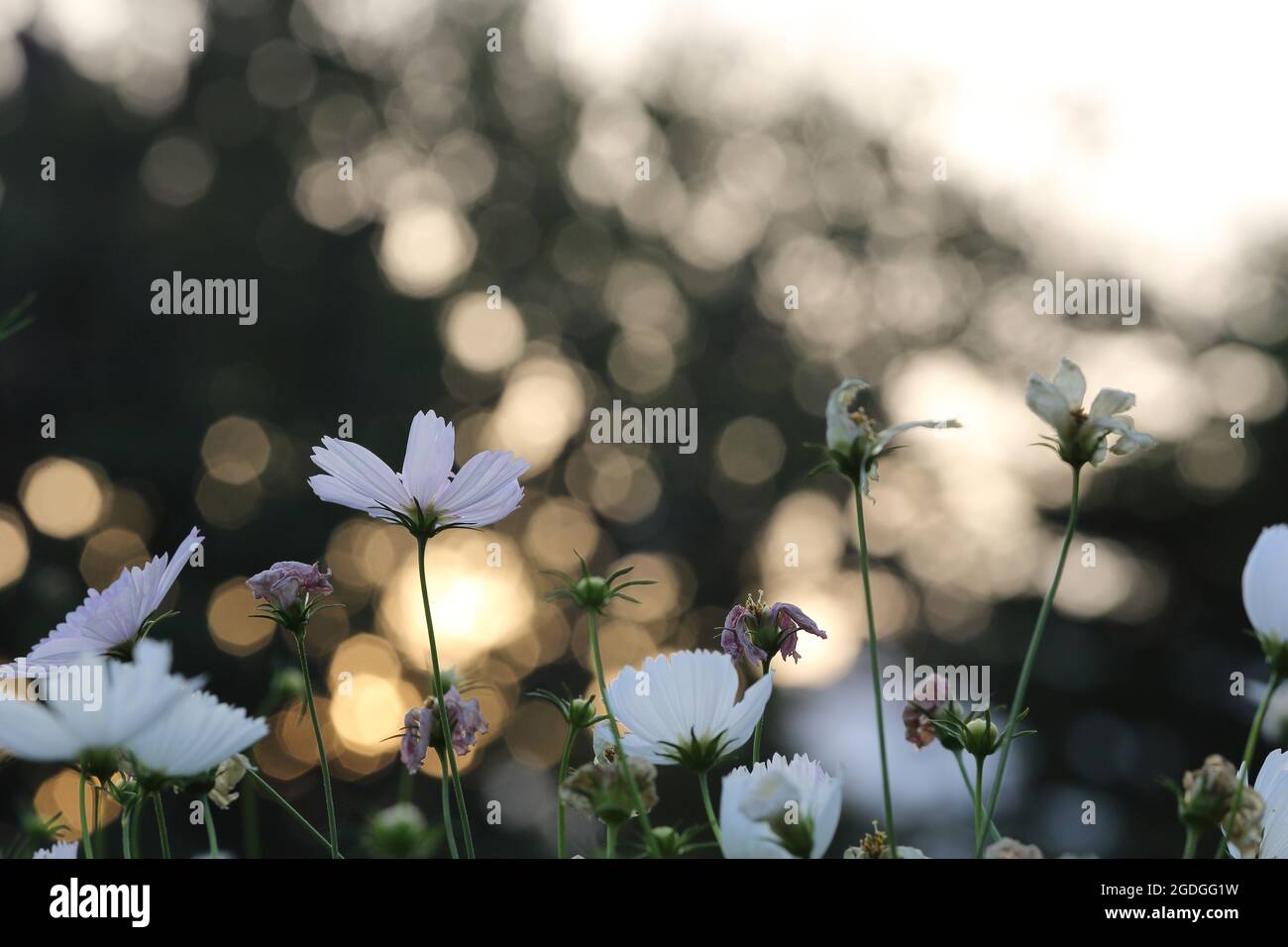 white cosmos with bokeh Stock Photo - Alamy