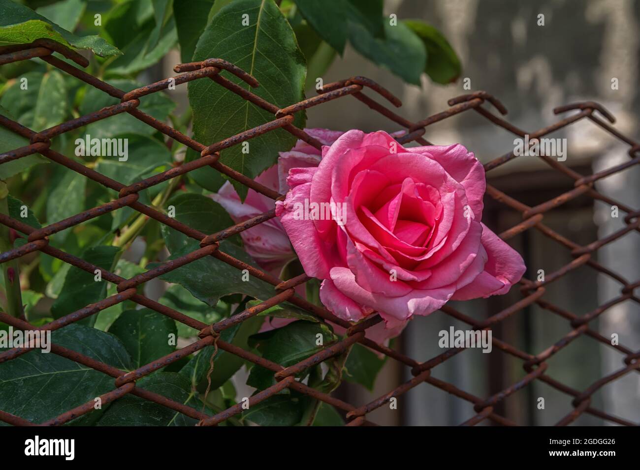 Lovely wind rose hi-res stock photography and images - Alamy