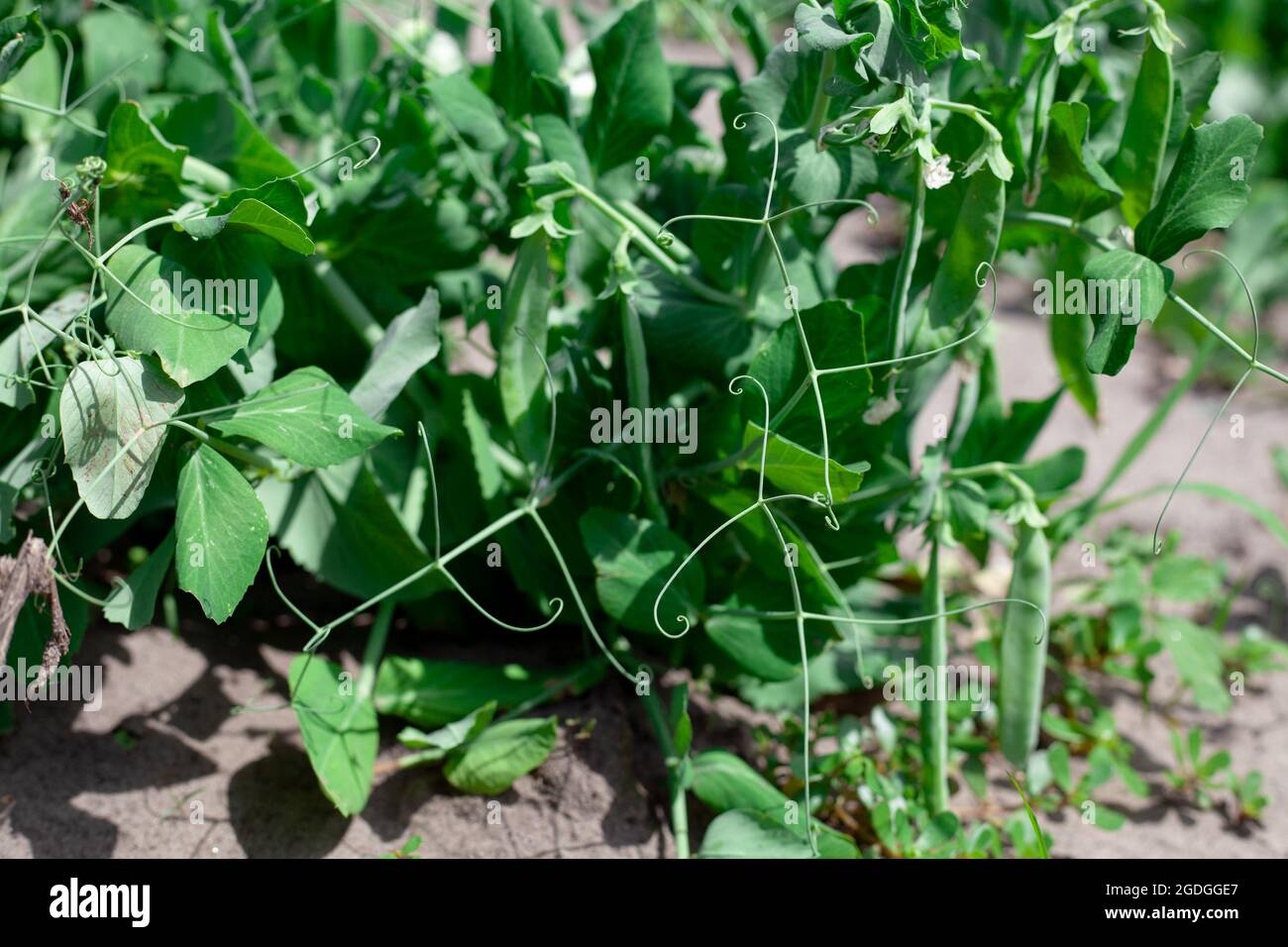 Weak plants hi-res stock photography and images - Alamy