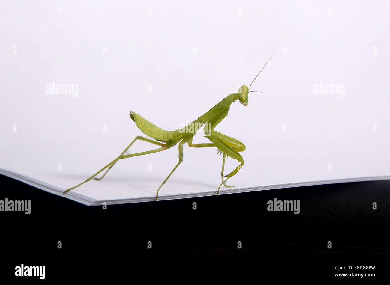 Green praying mantis on a sheet of white paper. Side view Stock Photo ...