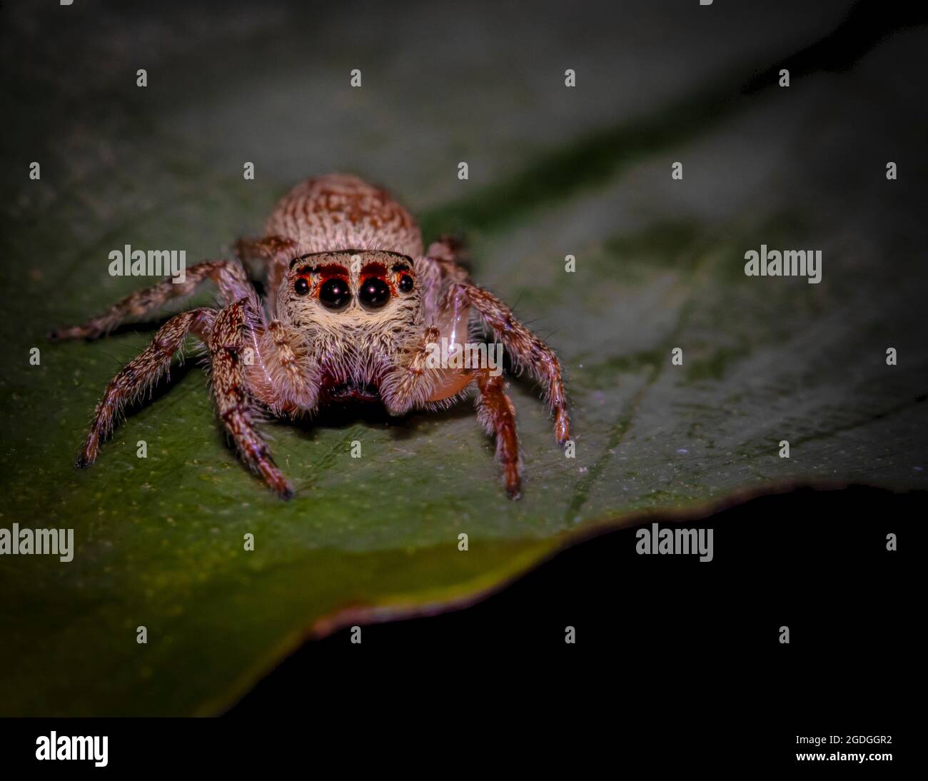 Australian spiders hi-res stock photography and images - Alamy