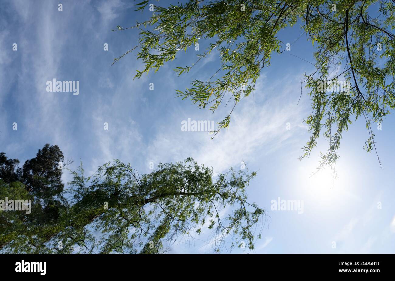 trees on the background of clouds, large panorama Stock Photo - Alamy