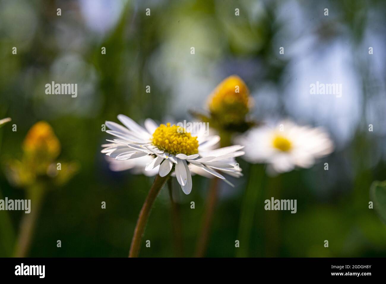 Shallow focus shot blossom white hi-res stock photography and images ...