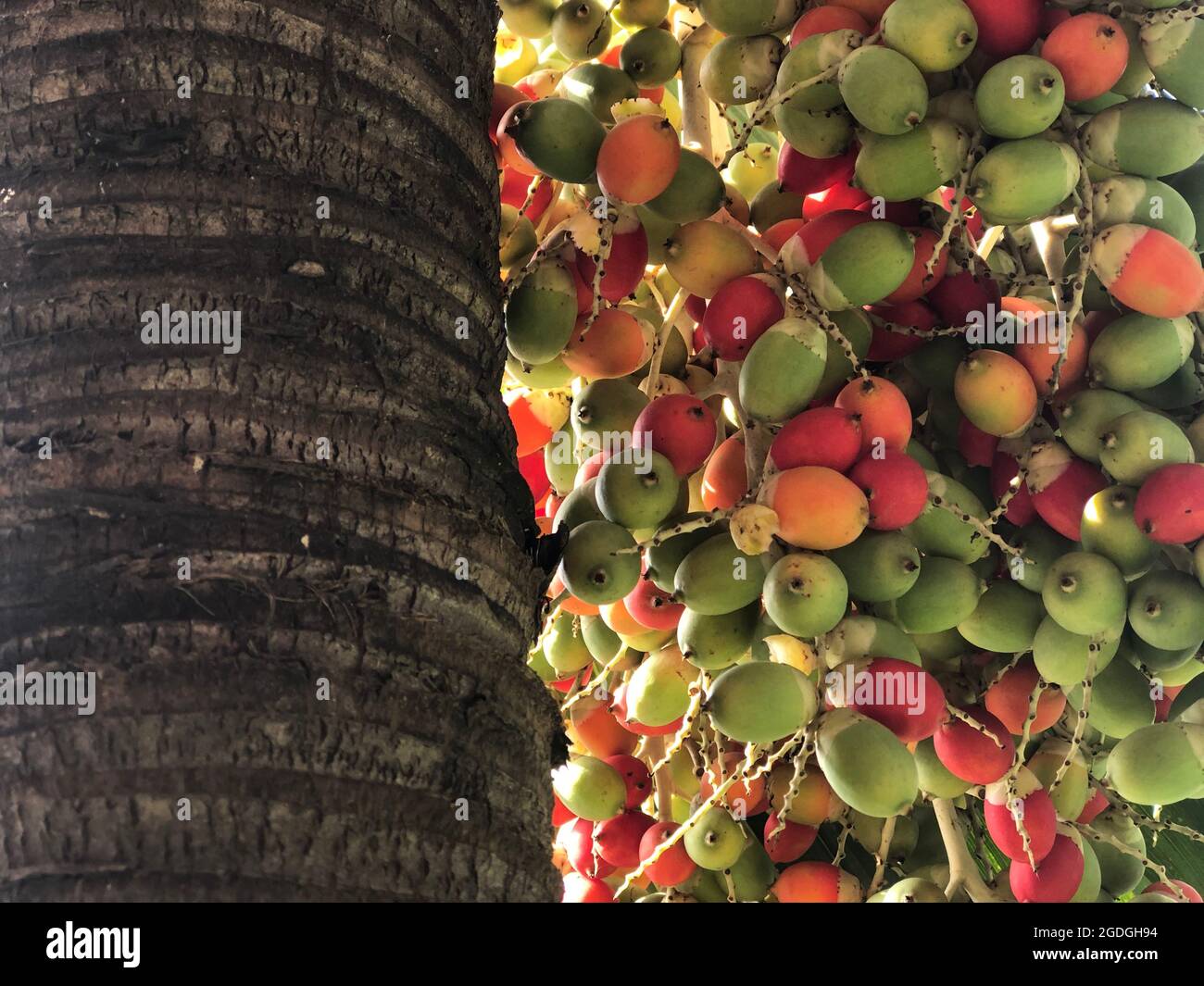 Areca flower hi-res stock photography and images - Alamy