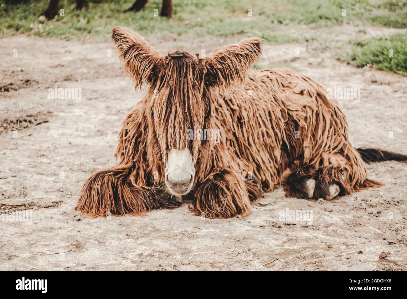 Poitou Donkey (Poitevin Donkey) portrait Stock Photo - Alamy