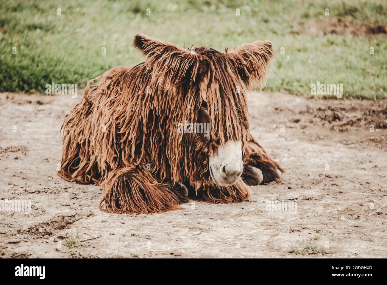 Poitou Donkey (Poitevin Donkey) portrait Stock Photo - Alamy