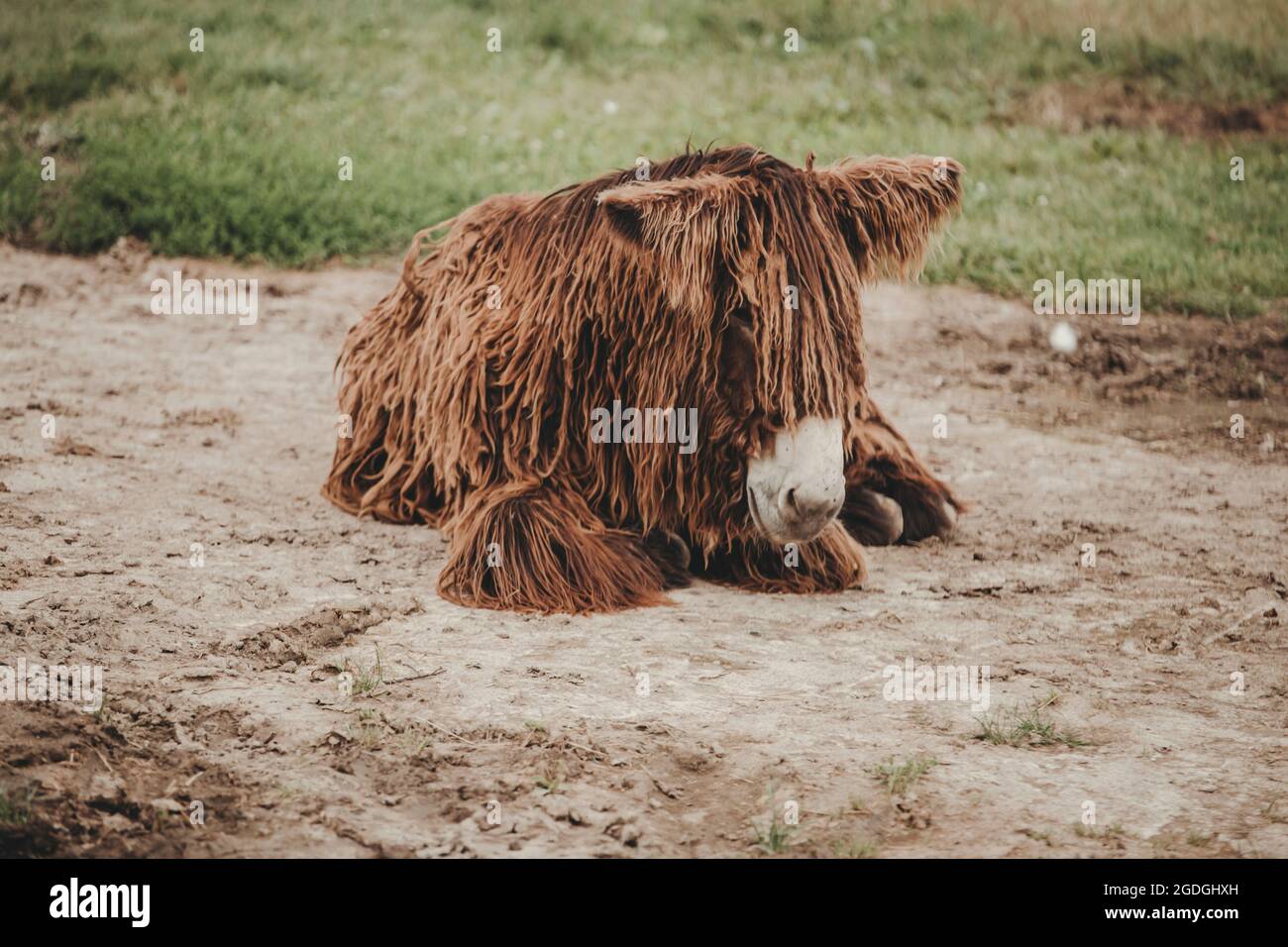 Poitou Donkey (Poitevin Donkey) portrait Stock Photo - Alamy